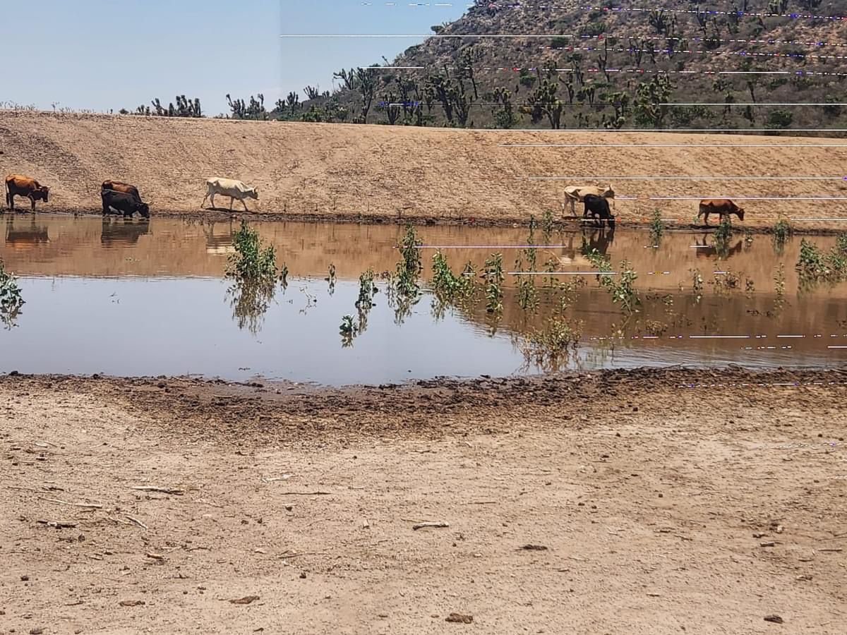 Bordos de abrevadero construidos por el Gobierno de la Capital mejoran ...